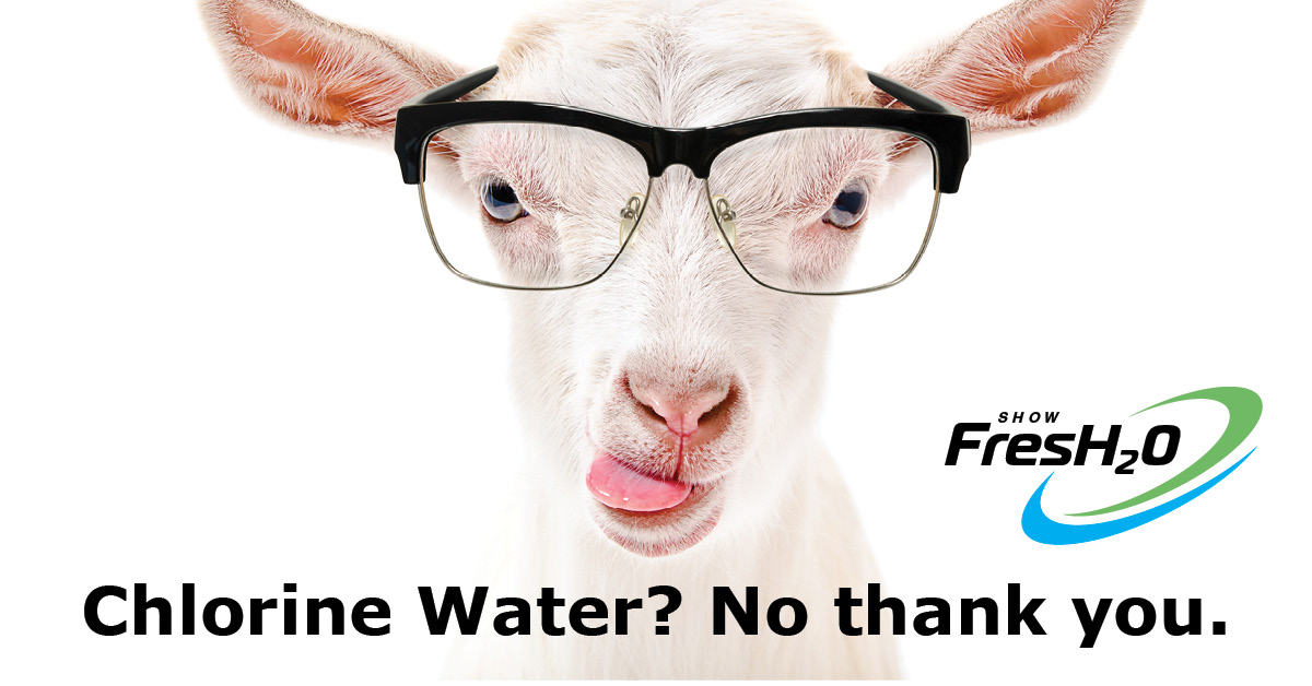 Is Chlorine Harmful to your Show Animal? | SwampFox Innovations